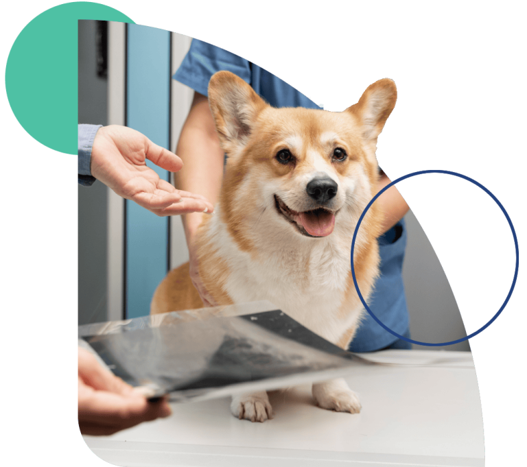 Assurance Chien - harmony-pet.fr